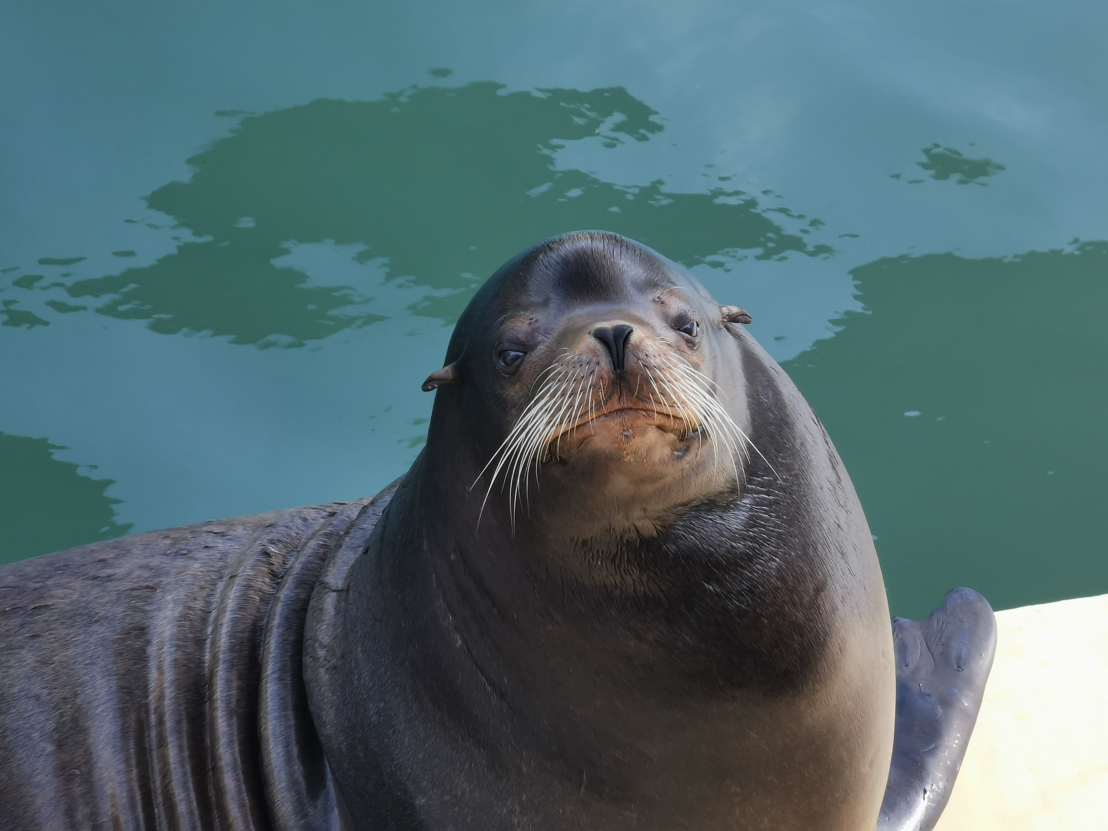 Seals And Sea Lions Difference